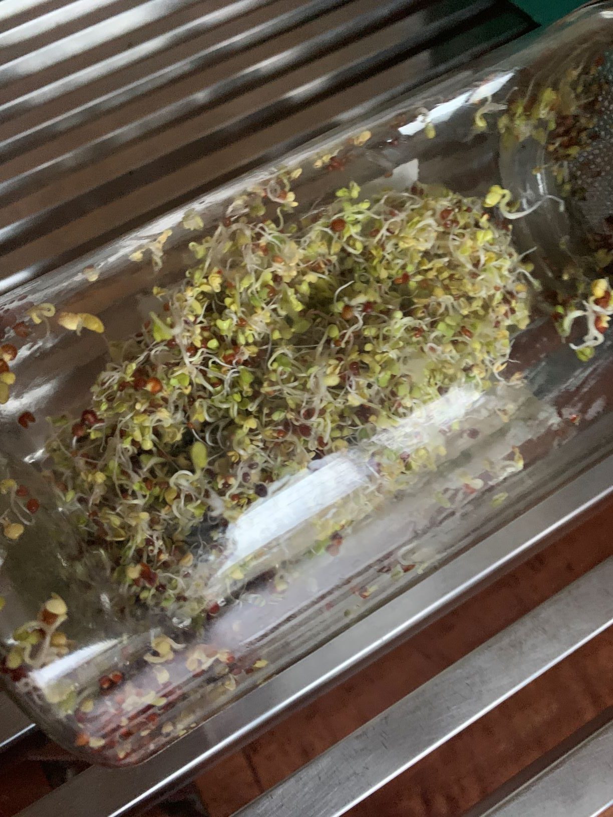 Growing Your Own Broccoli Sprouts! - Move Daily