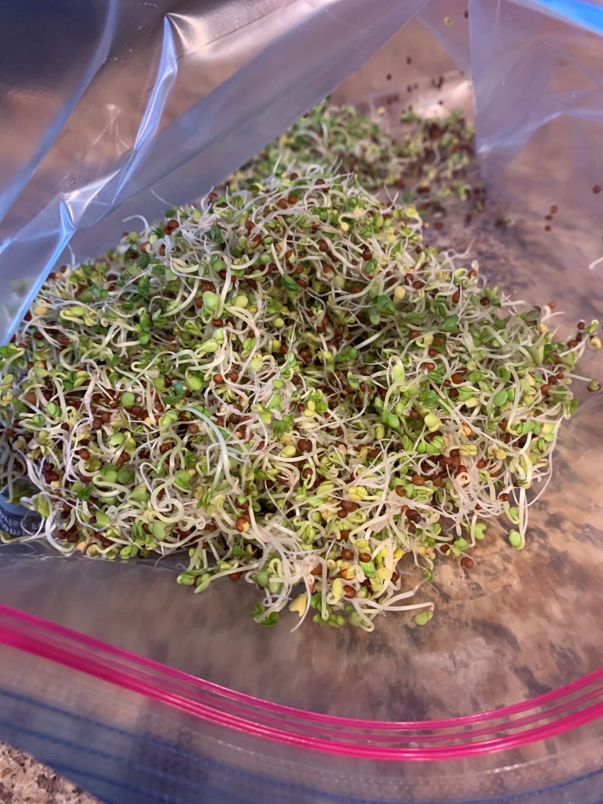 Growing Your Own Broccoli Sprouts! - Move Daily