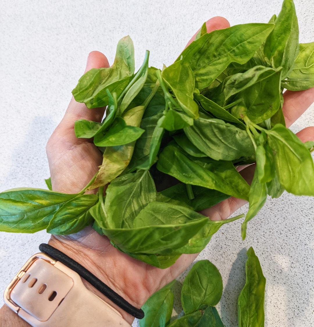 Fresh Tomato Basil Soup or Sauce - Move Daily